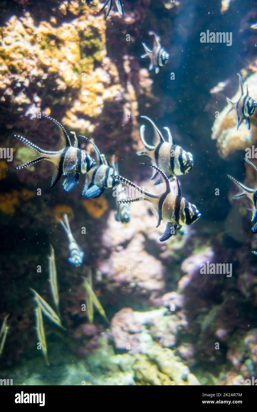 Tropical fishes in water snorkeling hi-res stock photography and images - Alamy