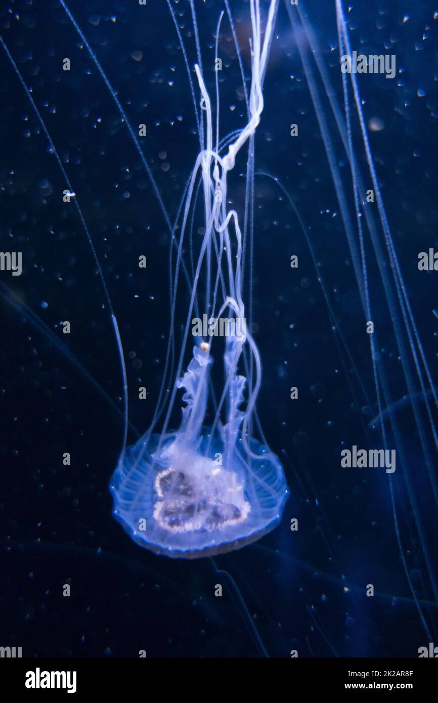 Jellyfish floating in the deep ocean Stock Photo - Alamy