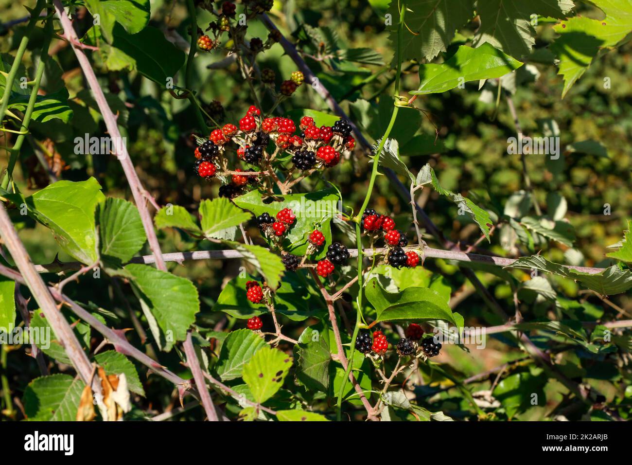 Blooming mulberry tree. Black and red mulberries on the branch of tree ...