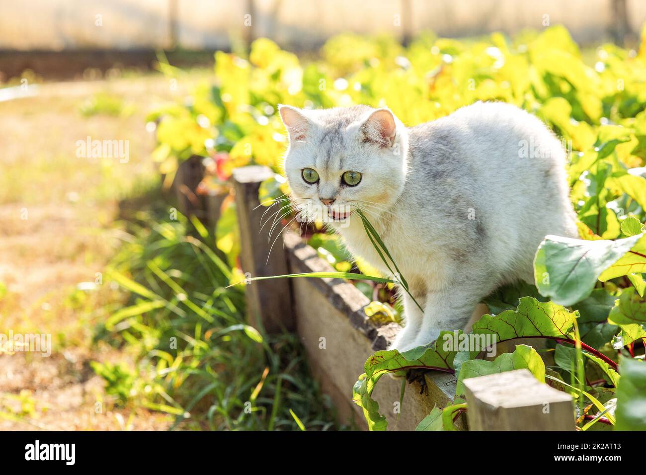 Funny white purebred cat, sitting on a bed with green beet leaves, in ...