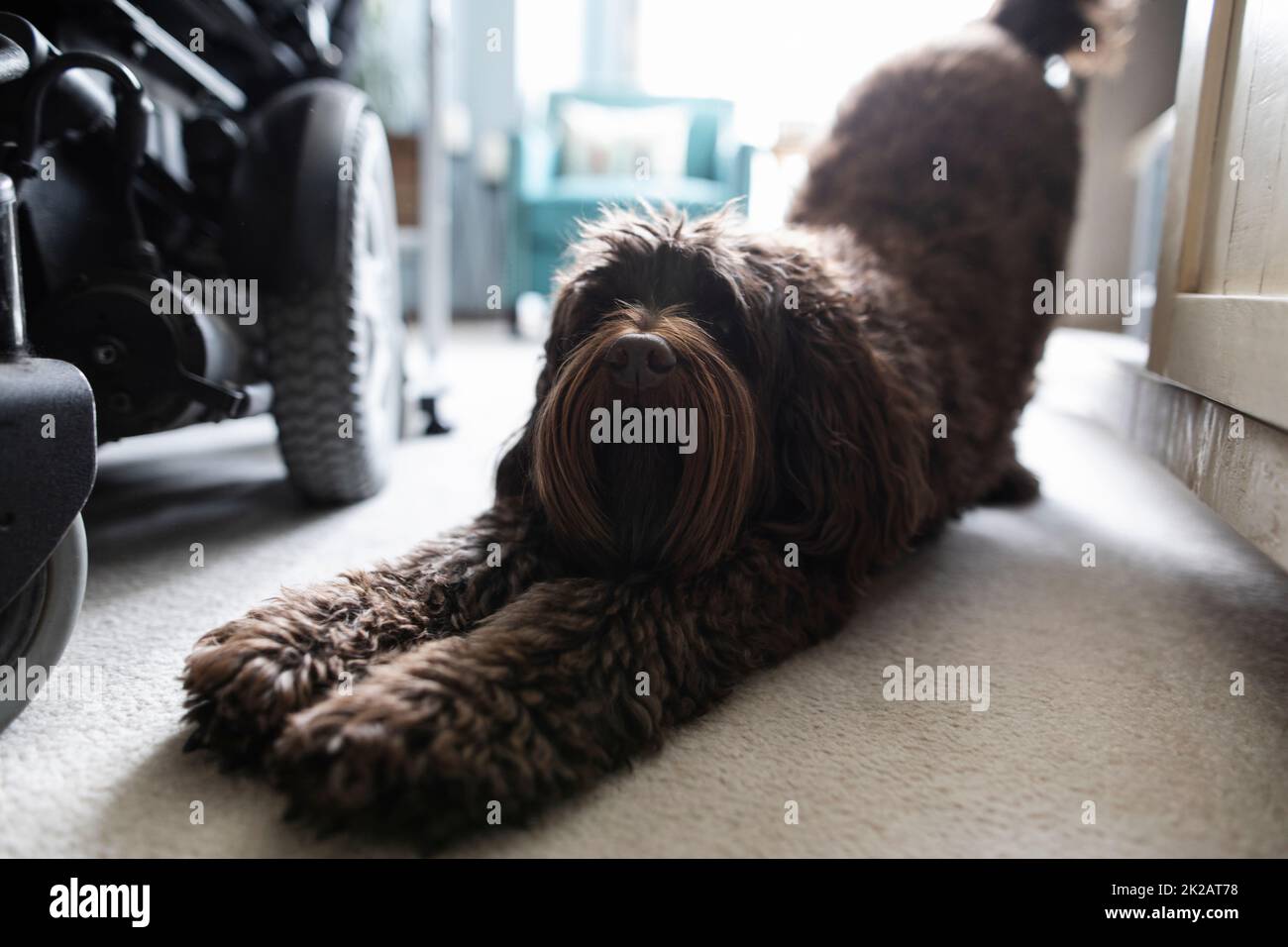 Animal pose hi-res stock photography and images - Alamy