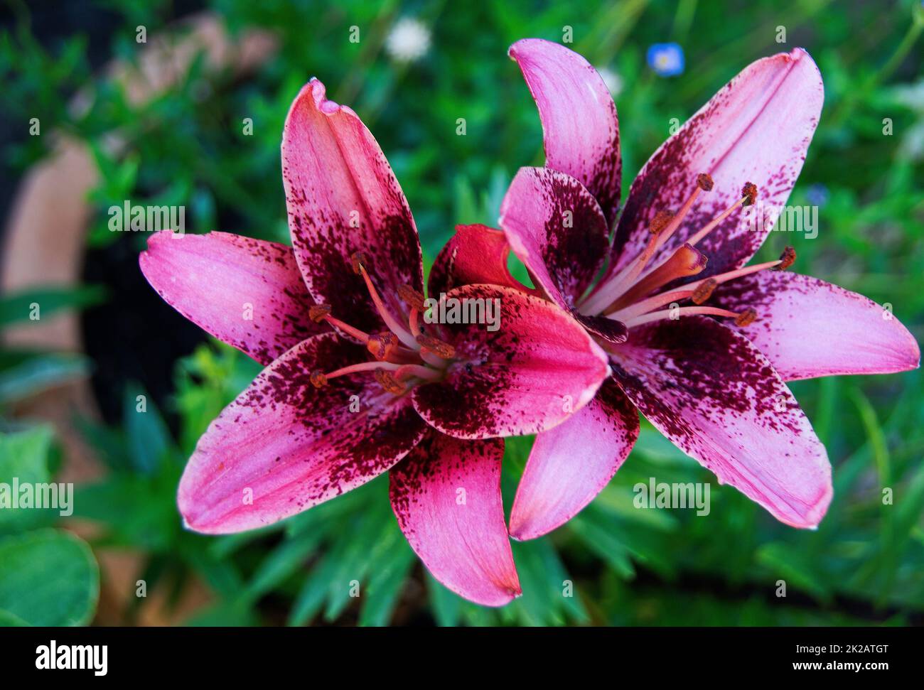 Lilium longiflorum hybrid hi-res stock photography and images - Alamy