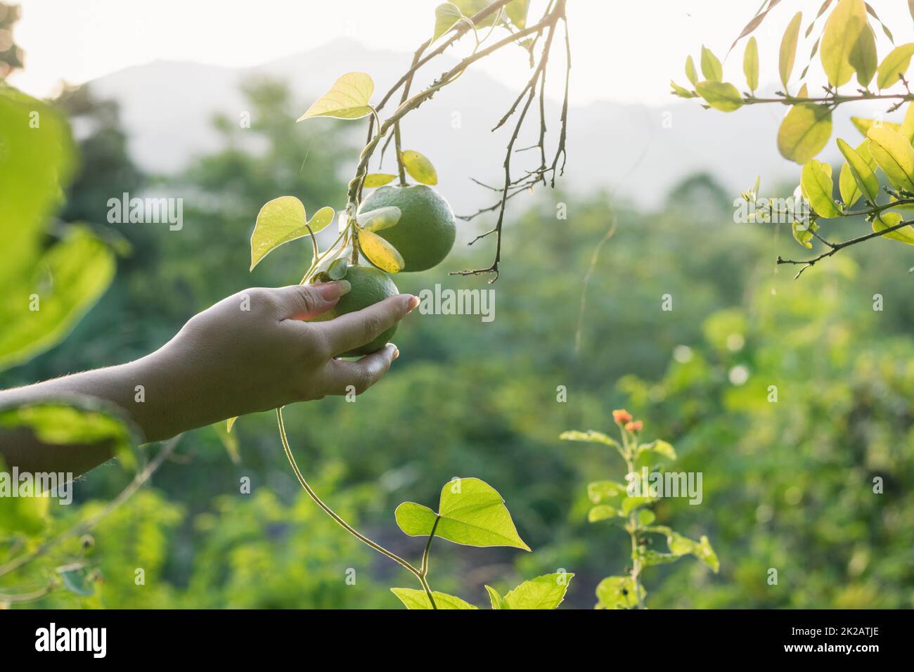 close-up of a peasant girl's hand picking a green orange directly from ...