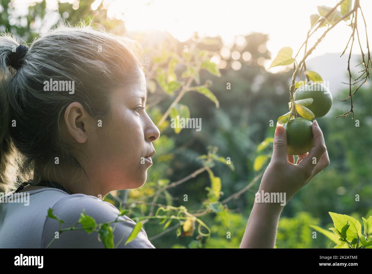 Woman picking fruit hi-res stock photography and images - Alamy
