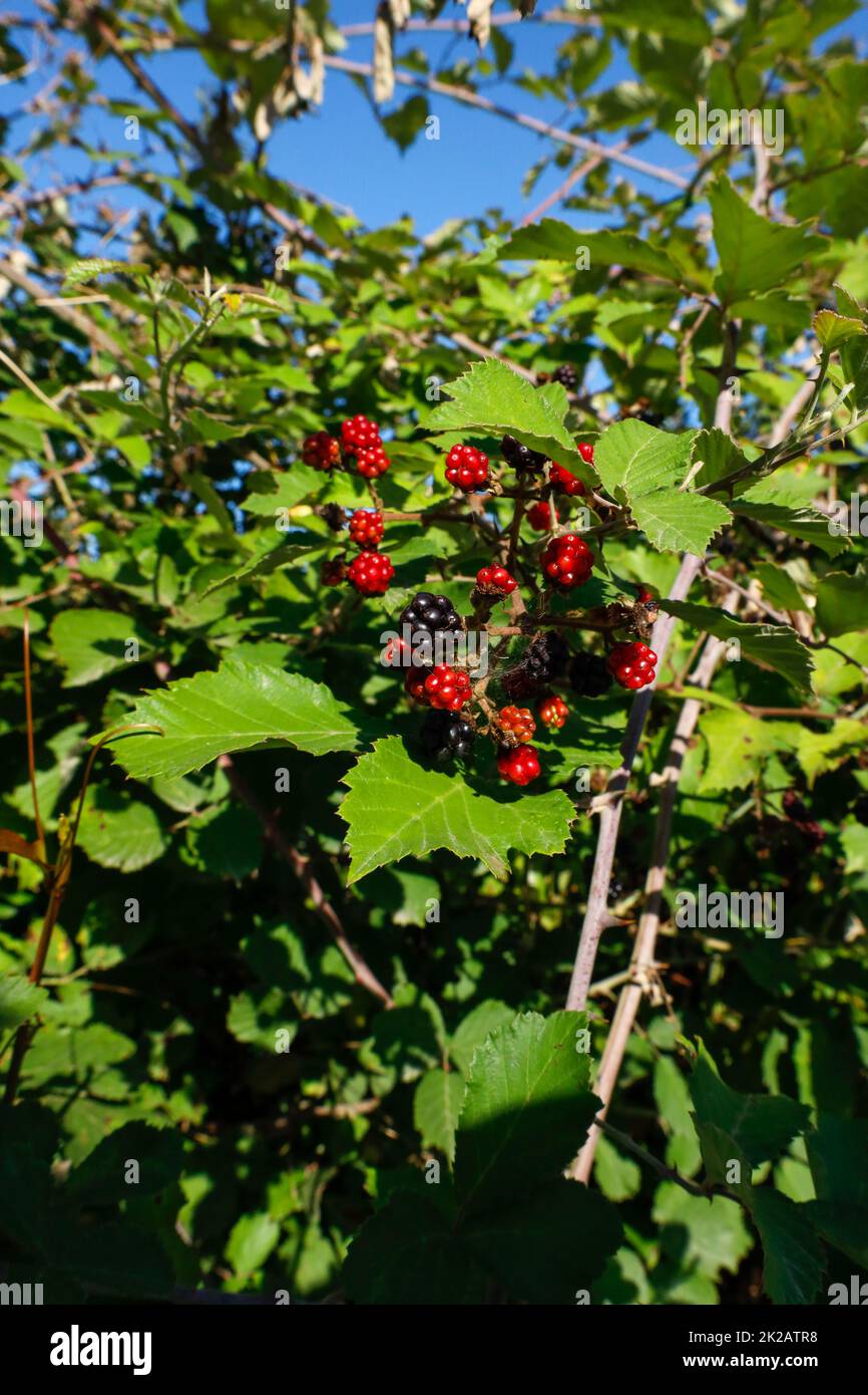 Blooming mulberry tree. Black and red mulberries on the branch of tree ...