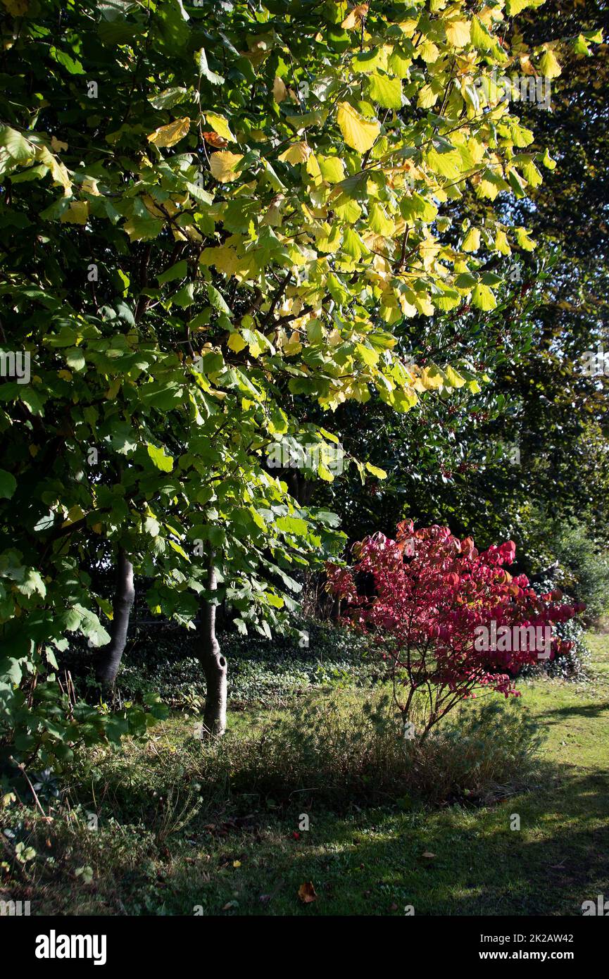 Red and greeen leaves hi-res stock photography and images - Alamy