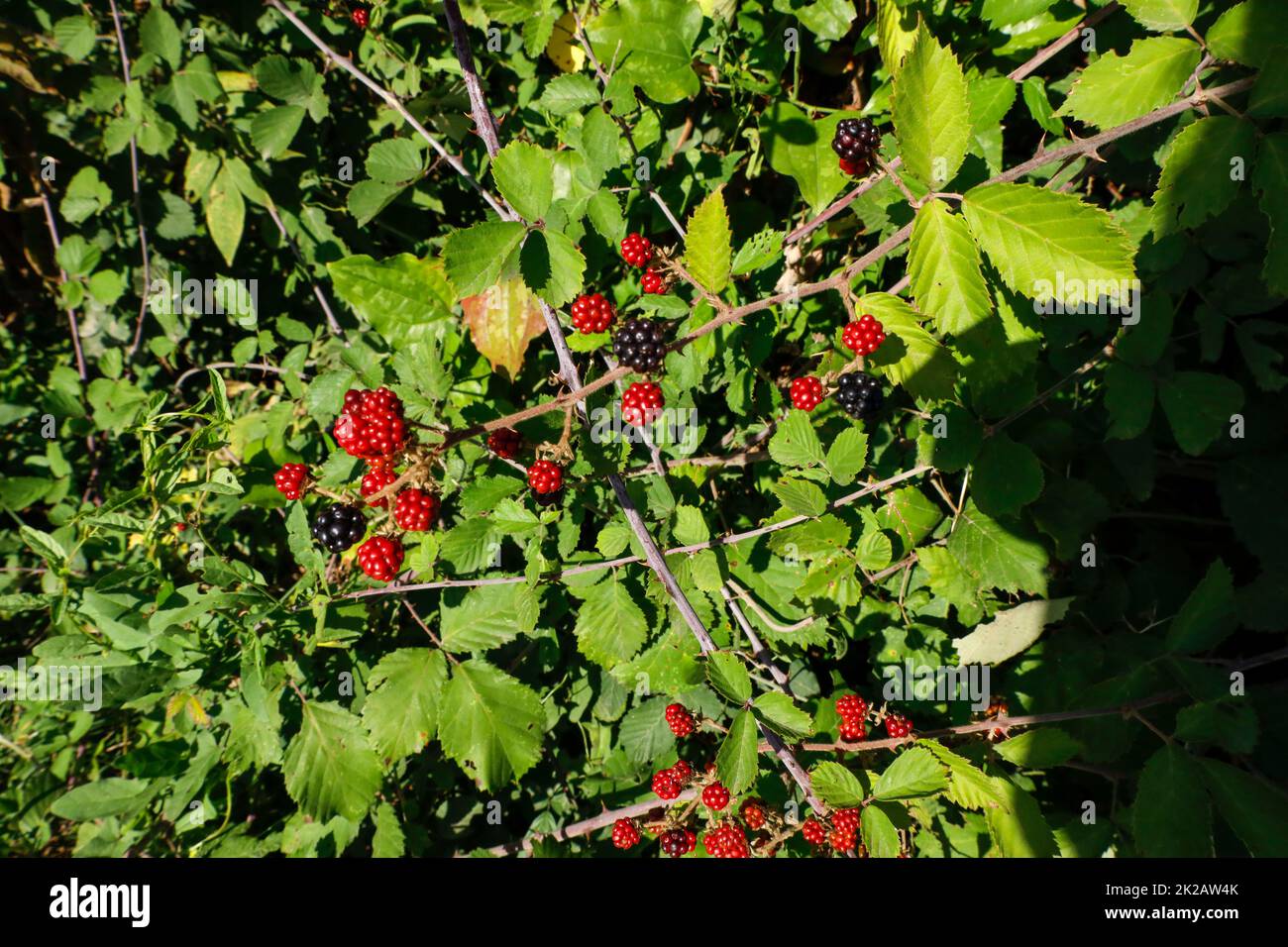Blooming mulberry tree. Black and red mulberries on the branch of tree ...