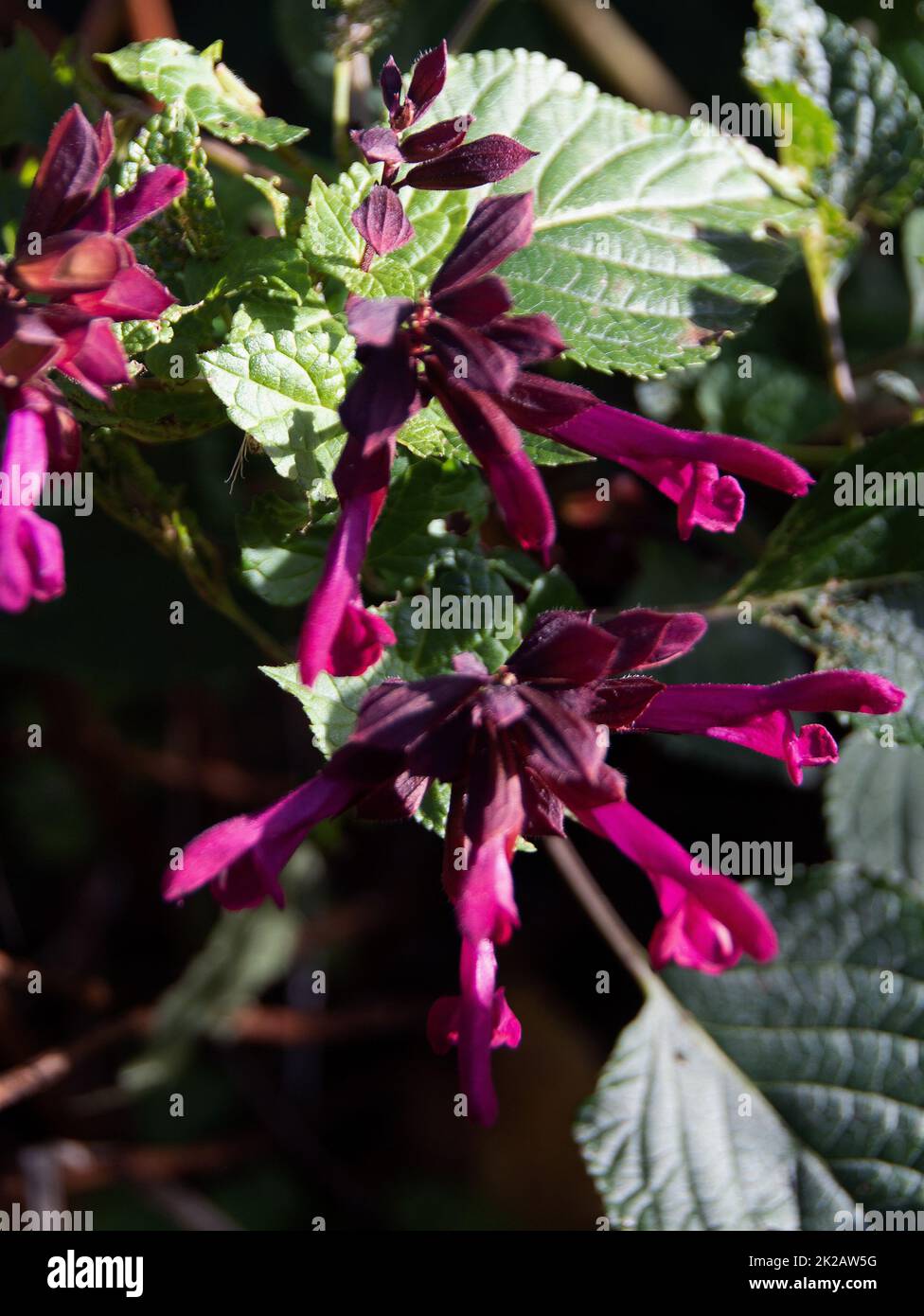 Salvia ‘Rockin Fuchsia’ Stock Photo - Alamy