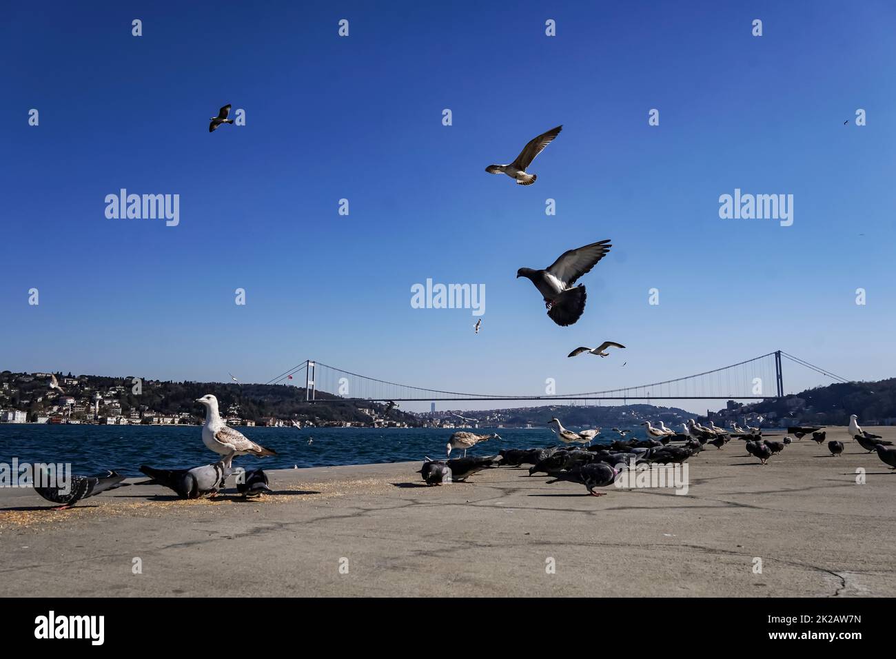 Istanbul, Bosphorus bridge, seagulls, birds, sea and Bosphorus very beautiful background Stock ...