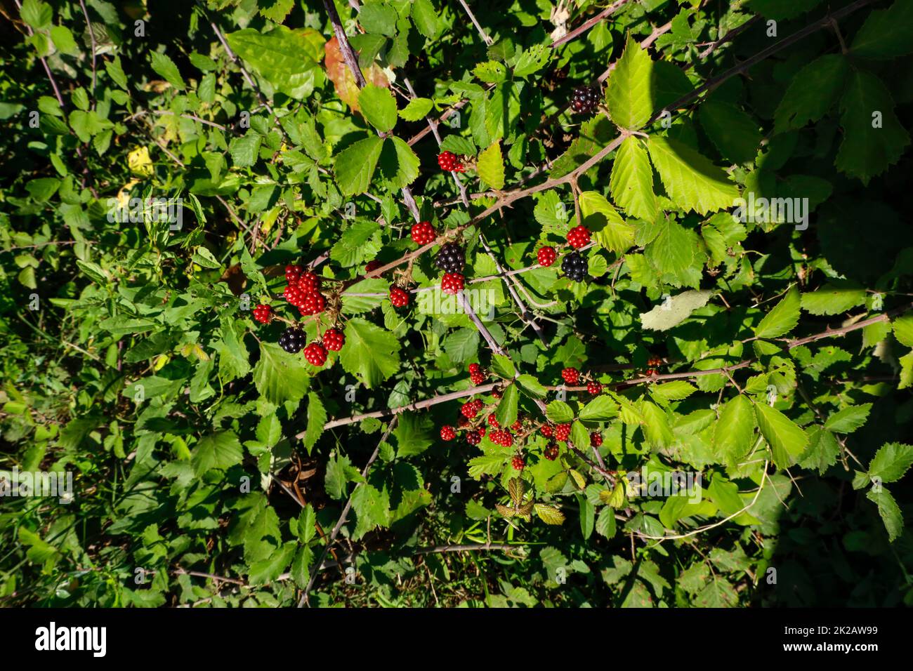 Blooming mulberry tree. Black and red mulberries on the branch of tree ...