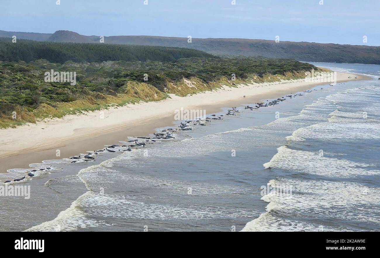 Whale stranding aerial hi-res stock photography and images - Alamy
