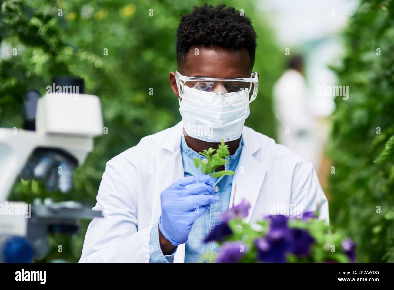 African american species hi-res stock photography and images - Alamy