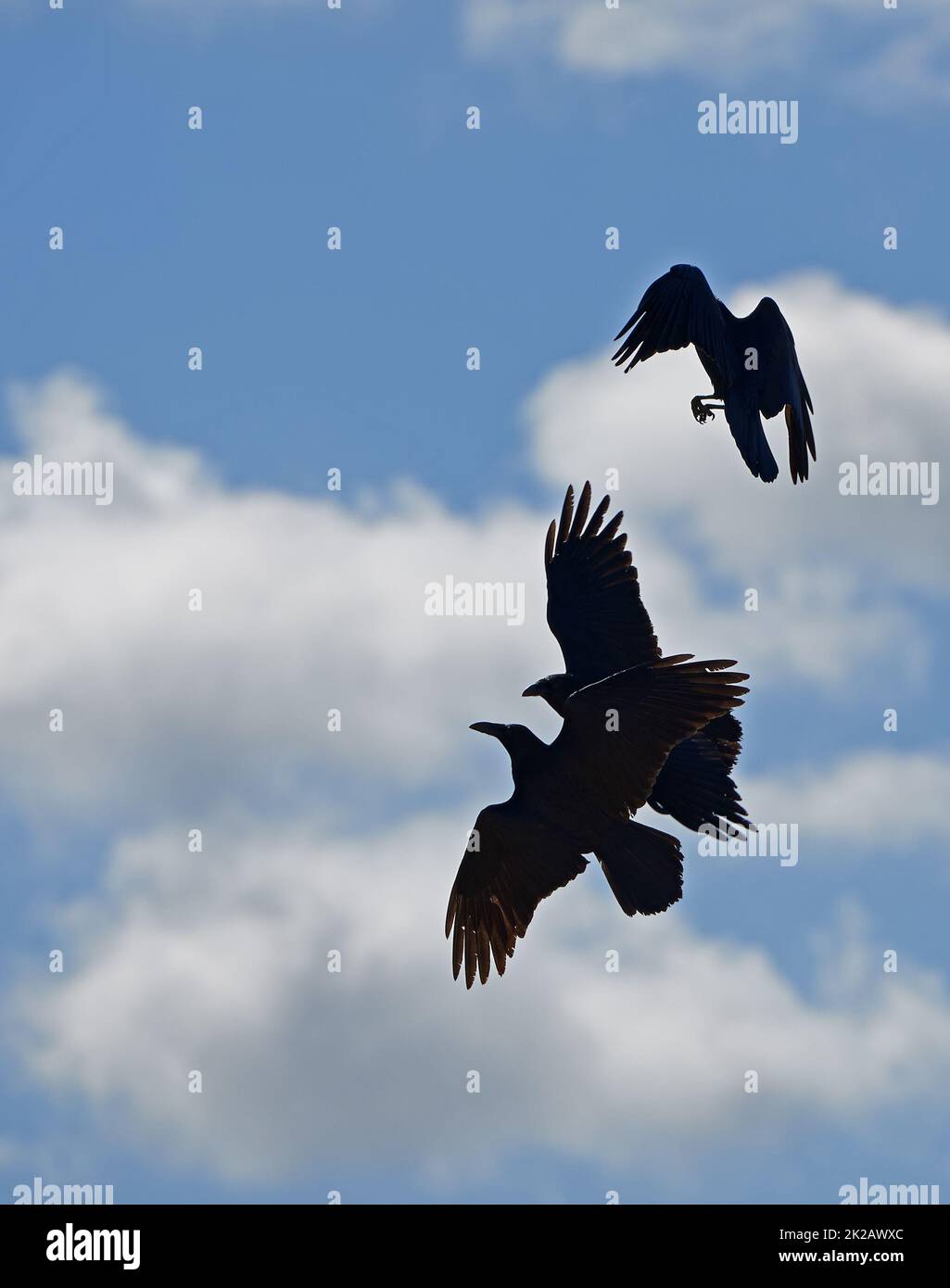 Beauty of a crow hi-res stock photography and images - Alamy