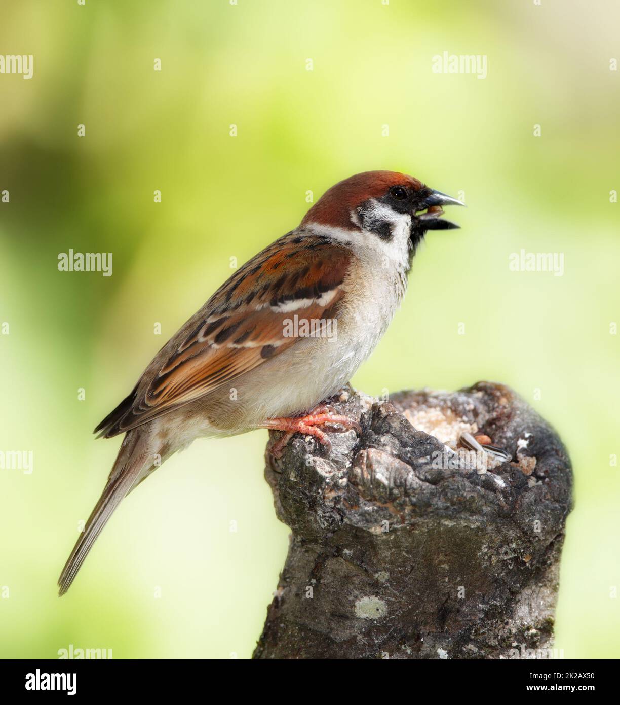 Beautiful sparrows. A photo of sparrow Stock Photo - Alamy