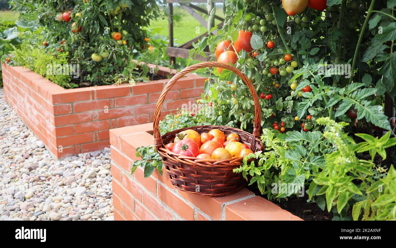 Tomatoes harvesting. Raised beds gardening in an urban garden growing ...