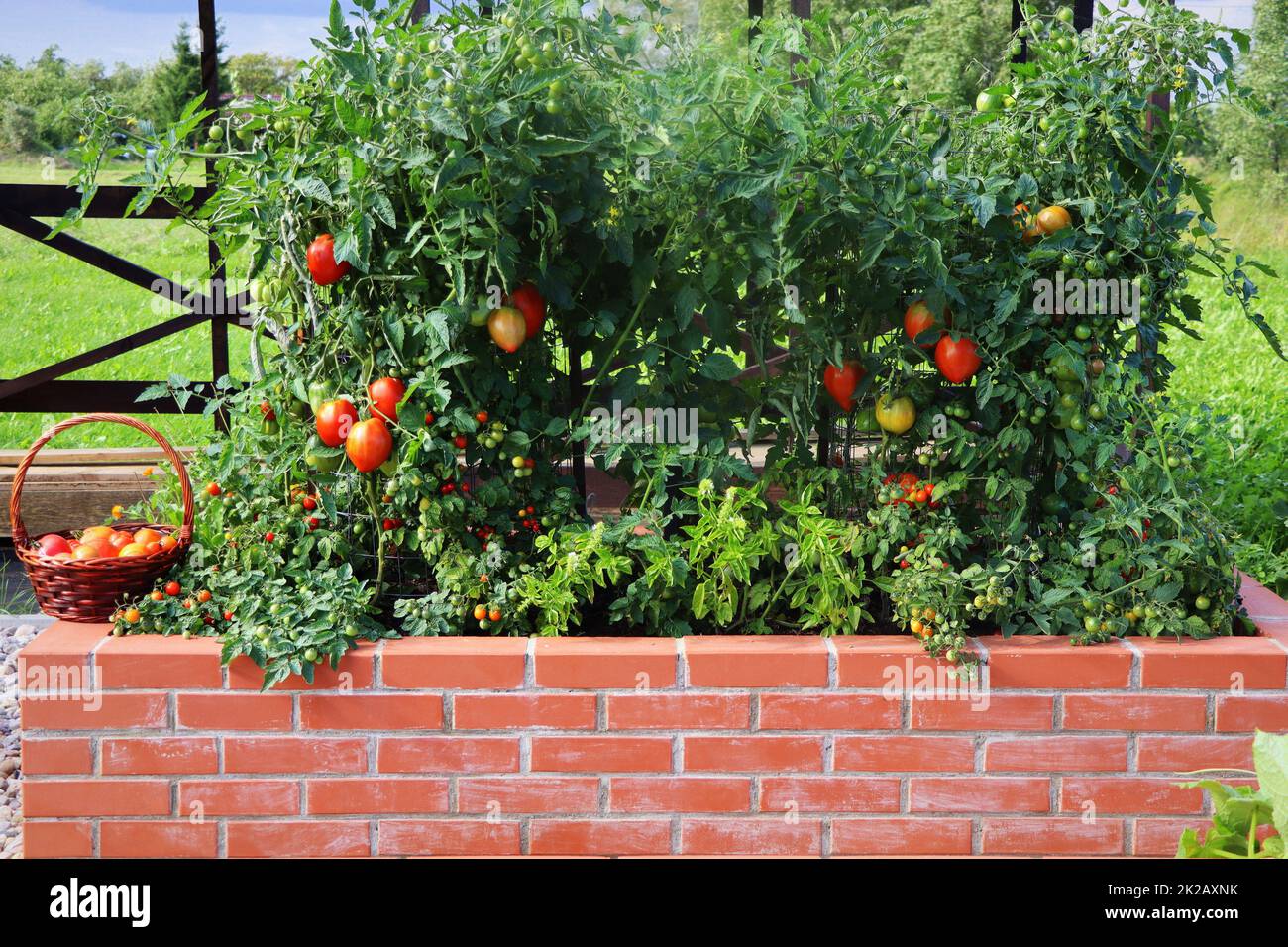 Tomatoes harvesting. Raised beds gardening in an urban garden growing ...