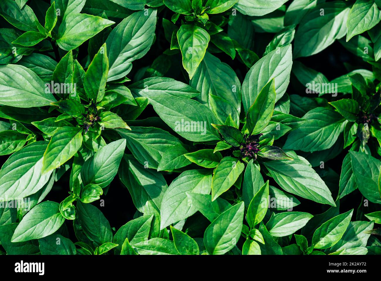 Fresh Basil Growing In The Garden Stock Photo - Alamy