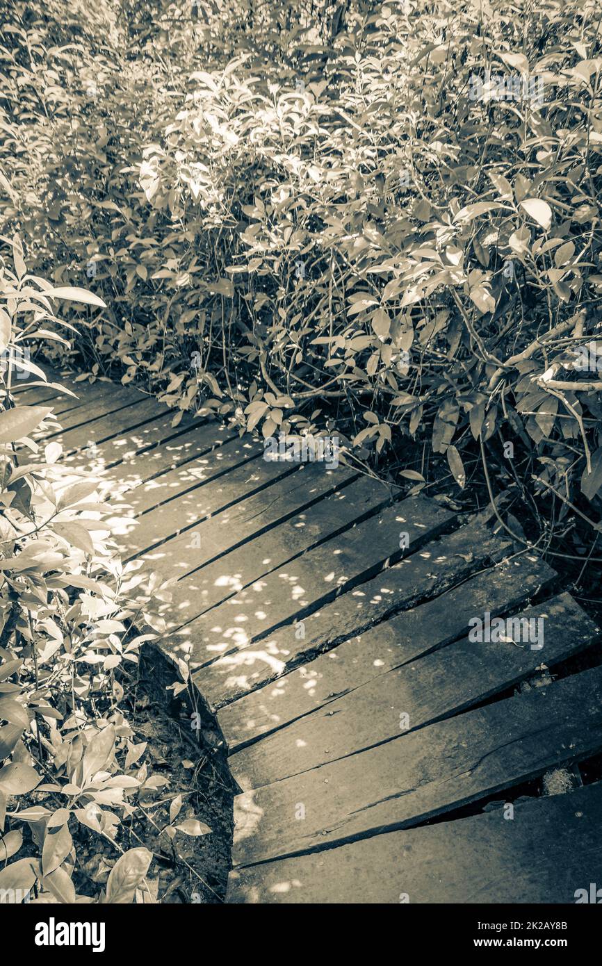 Tropical jungle plants trees wooden walking trails Sian Kaan Mexico ...