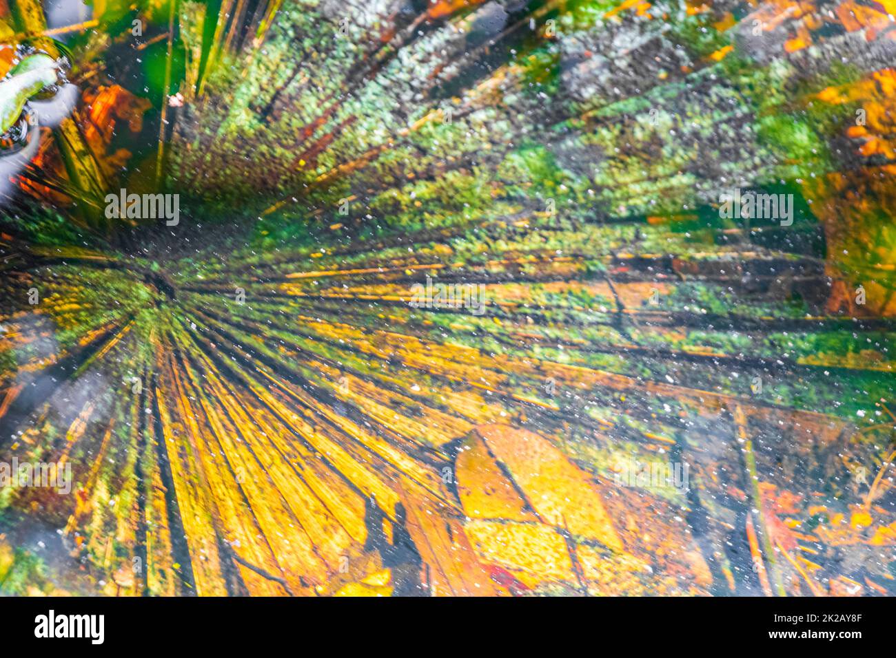 Texture palm tree foliage in pond sump water nature Mexico Stock Photo ...