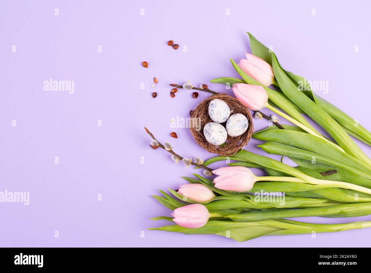 Nest with small eggs and pink tulips on a purple colored background ...