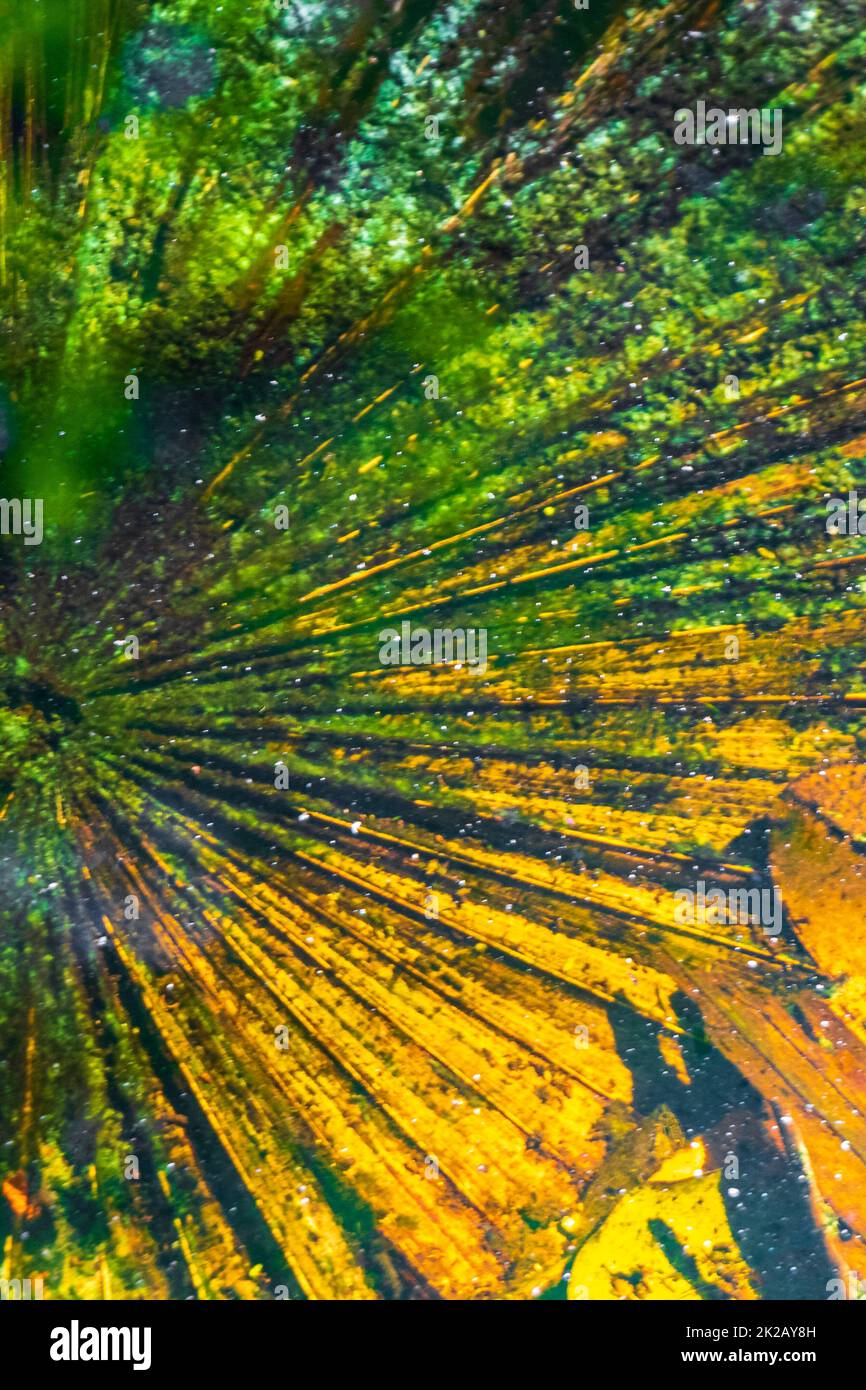 Texture palm tree foliage in pond sump water nature Mexico Stock Photo ...