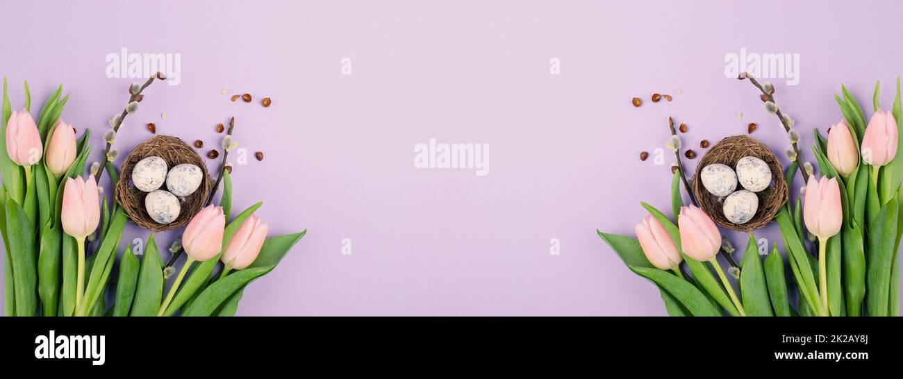 Nest with small eggs and pink tulips on a purple colored background ...