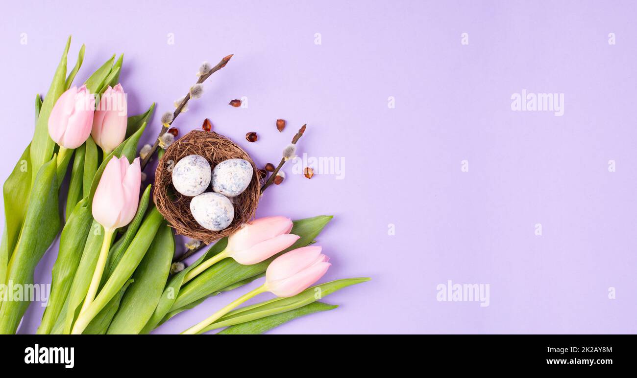 Nest with small eggs and pink tulips on a purple colored background ...