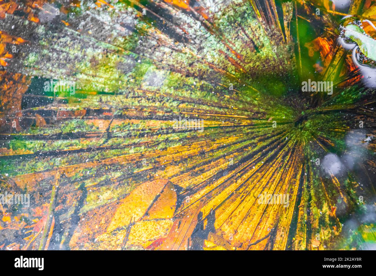 Texture palm tree foliage in pond sump water nature Mexico Stock Photo ...