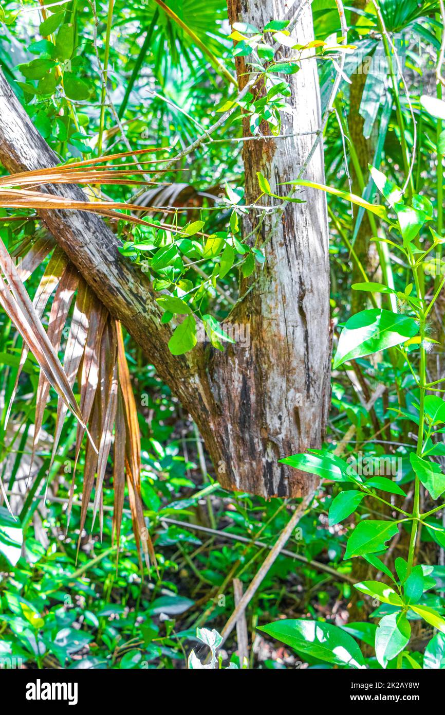 Hanging sawed off tree without trunk tropical jungle Mexico Stock Photo ...
