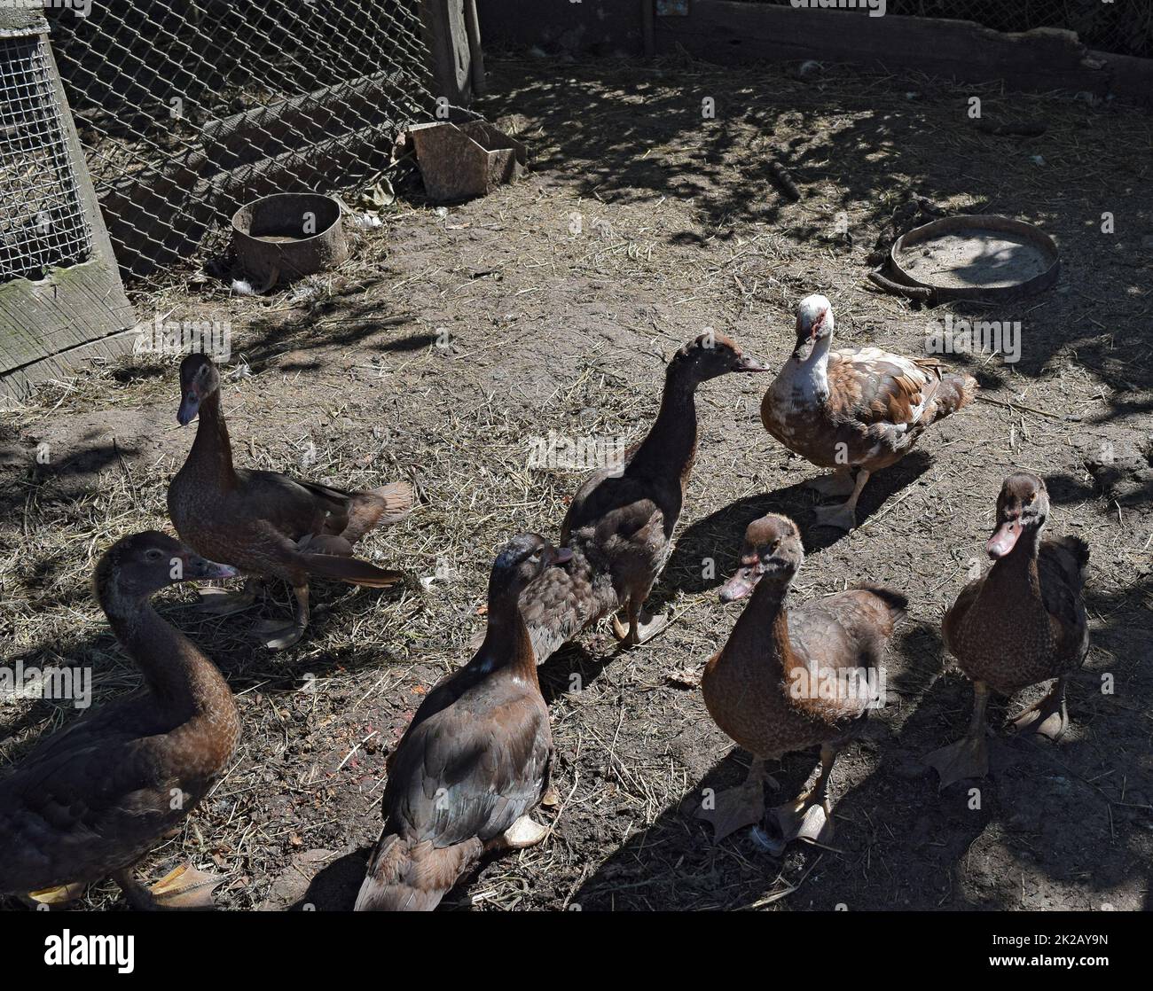 The musky duck Stock Photo - Alamy