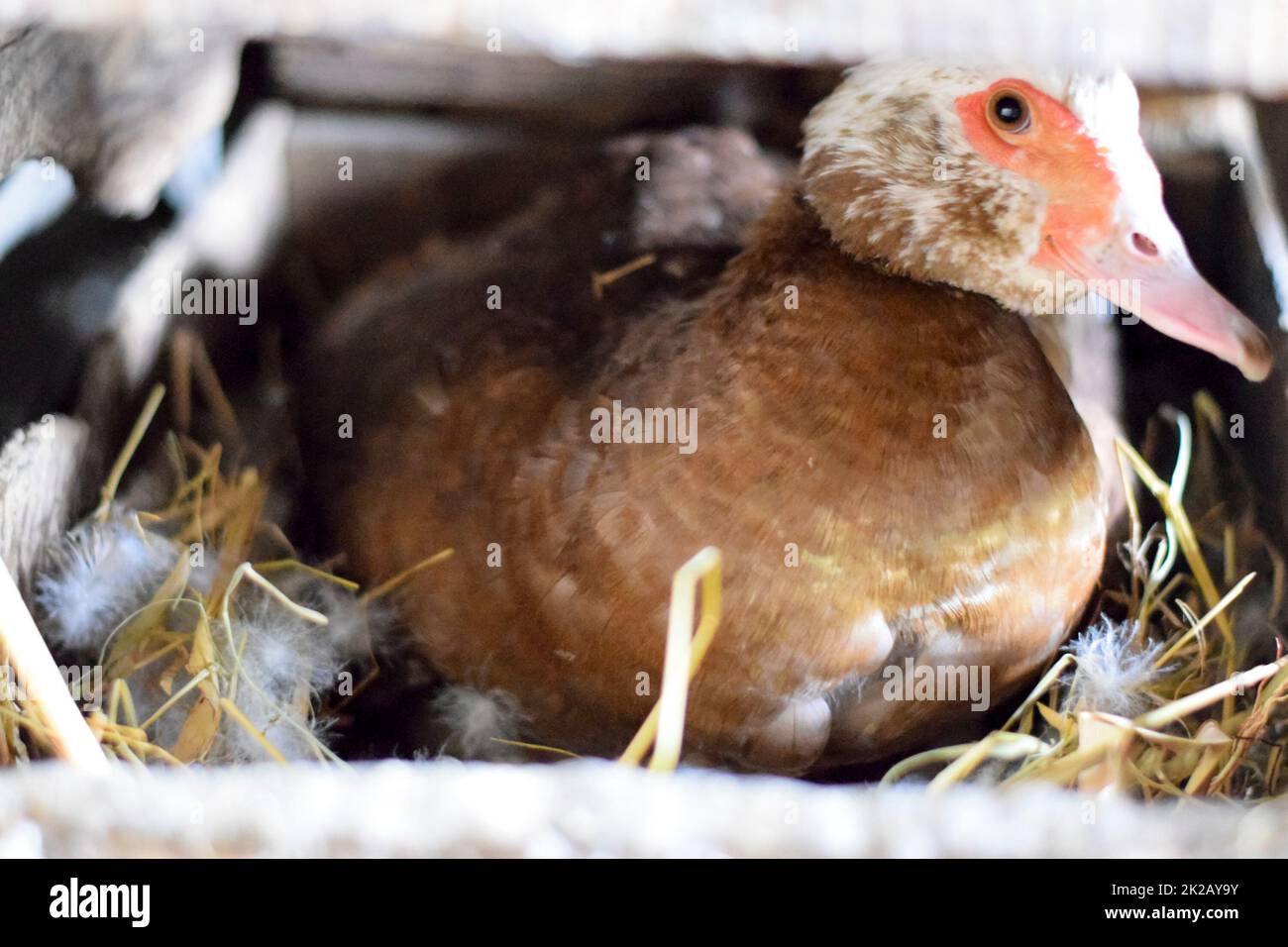 musky duck on the nest. Reproduction of musk ducks Stock Photo - Alamy