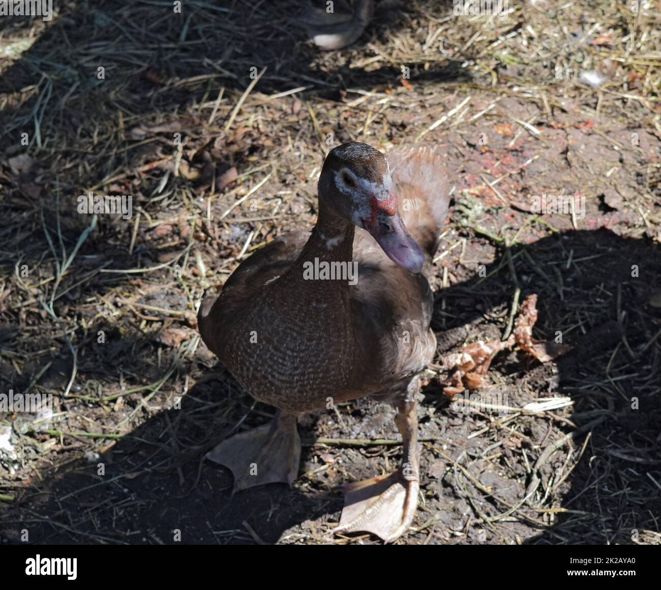 The musky duck Stock Photo - Alamy