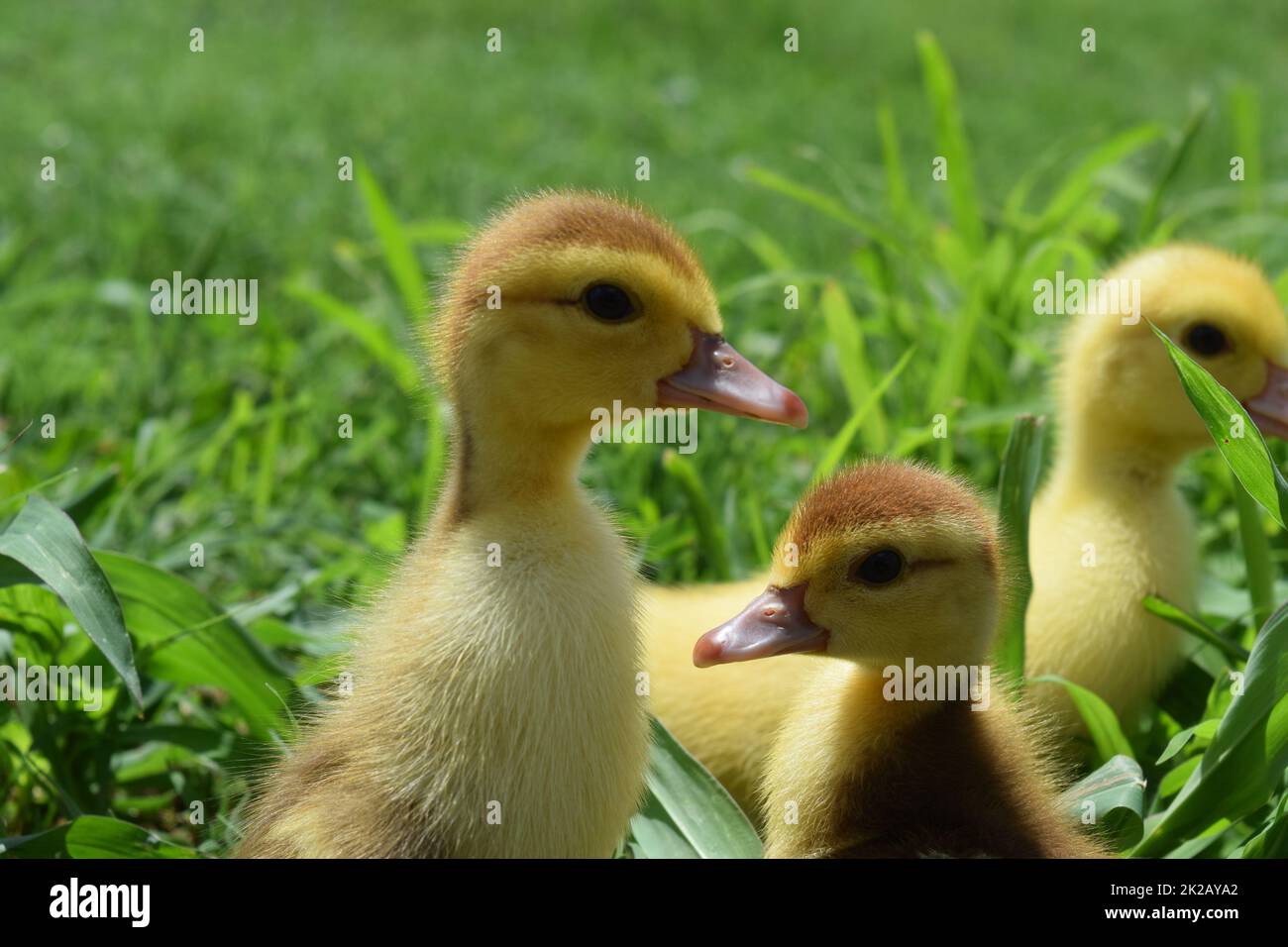Ducklings of a musky duck Stock Photo - Alamy