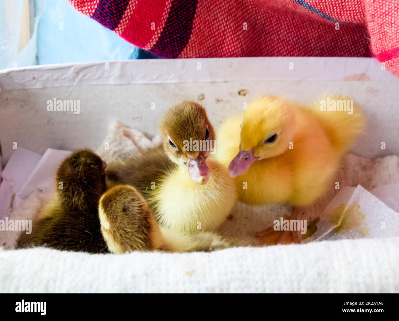 Ducklings of a musky duck Stock Photo - Alamy