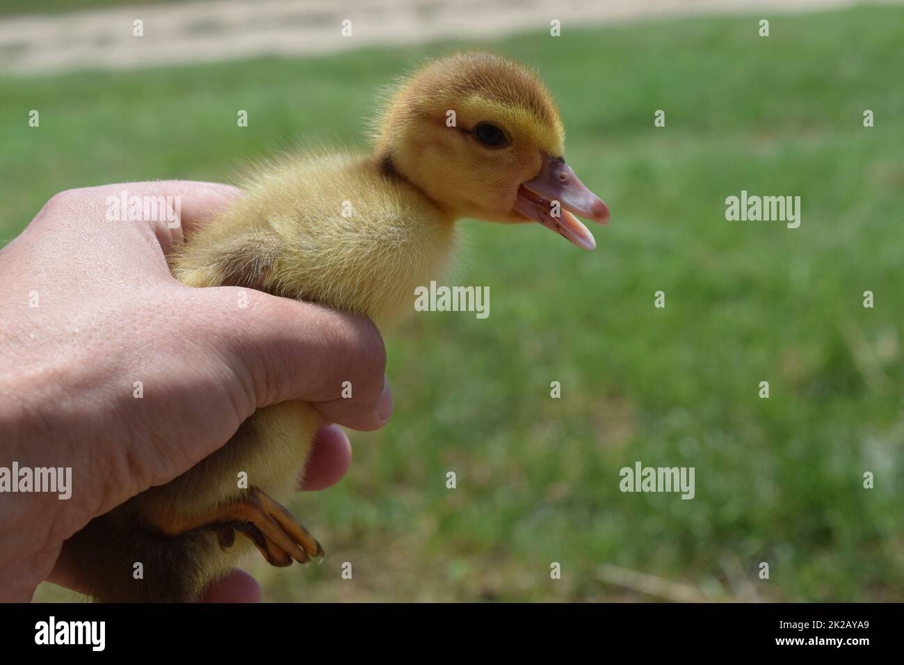 Ducklings of a musky duck Stock Photo - Alamy