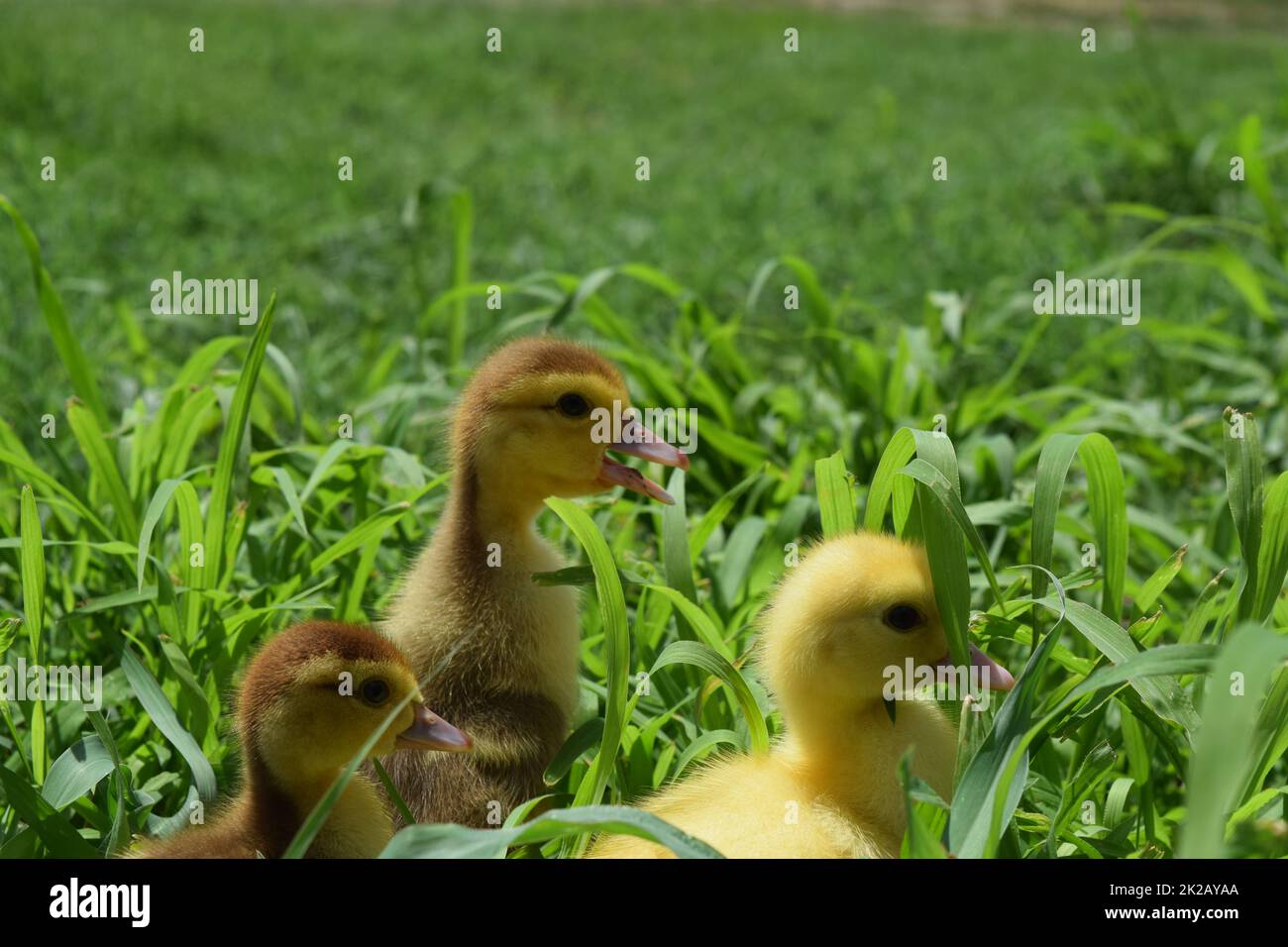 Ducklings of a musky duck Stock Photo - Alamy