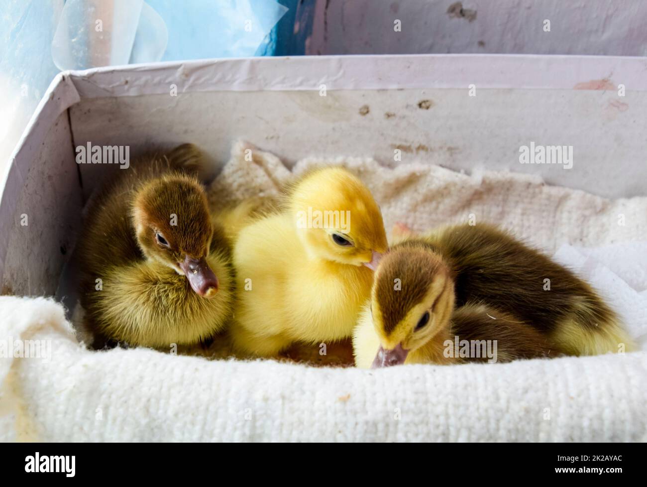 Ducklings of a musky duck Stock Photo - Alamy