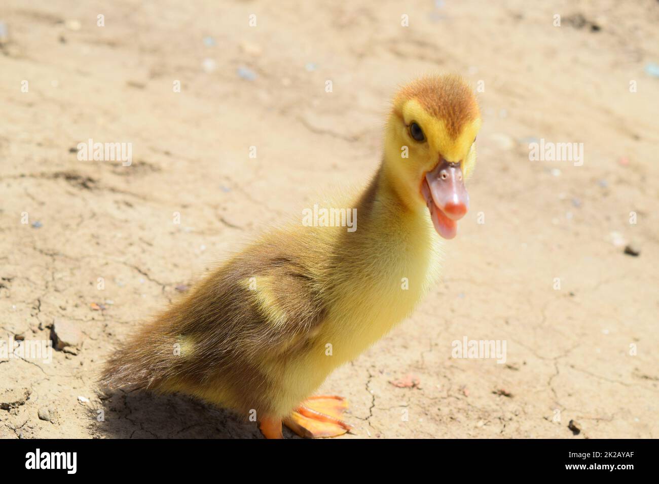 Ducklings of a musky duck Stock Photo - Alamy