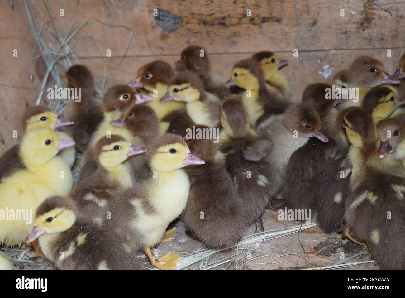 Ducklings musky duck hi-res stock photography and images - Alamy
