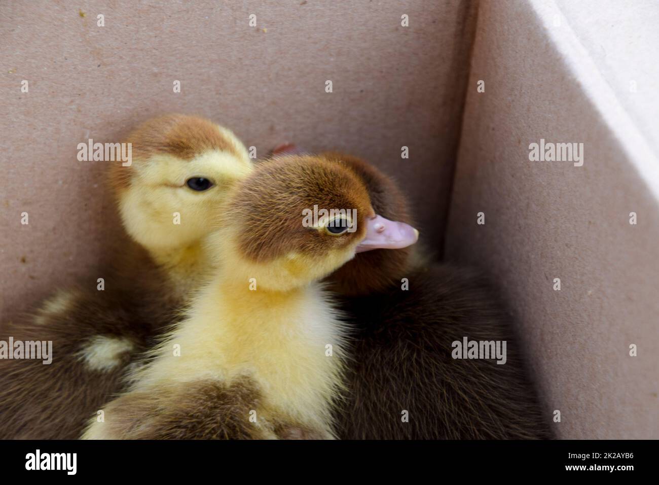 Ducklings of a musky duck Stock Photo - Alamy