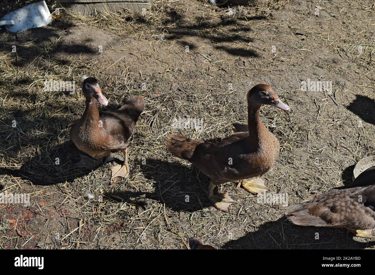 The musky duck Stock Photo - Alamy