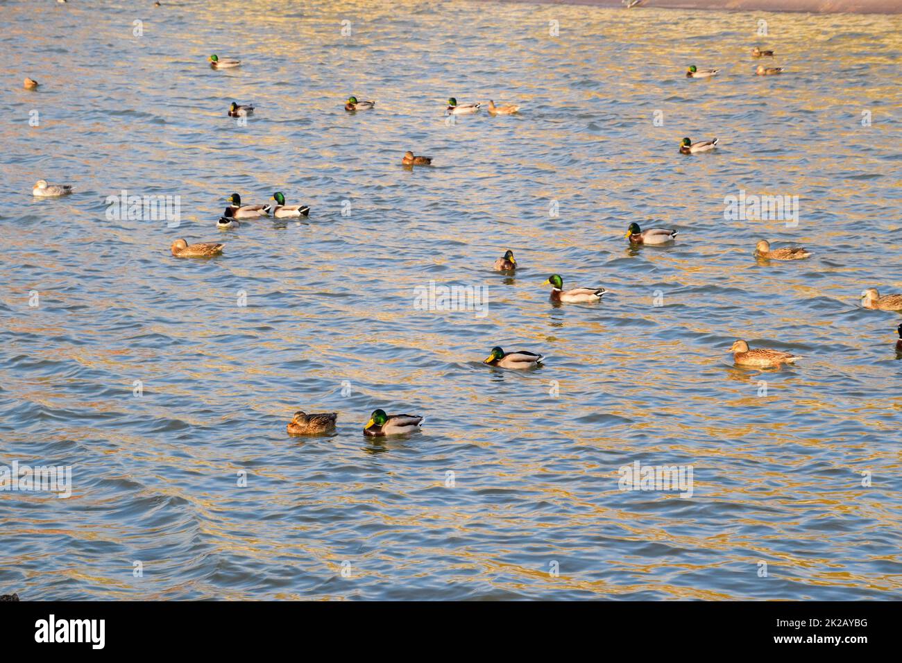 Colorful ducks swim in pond hi-res stock photography and images - Alamy