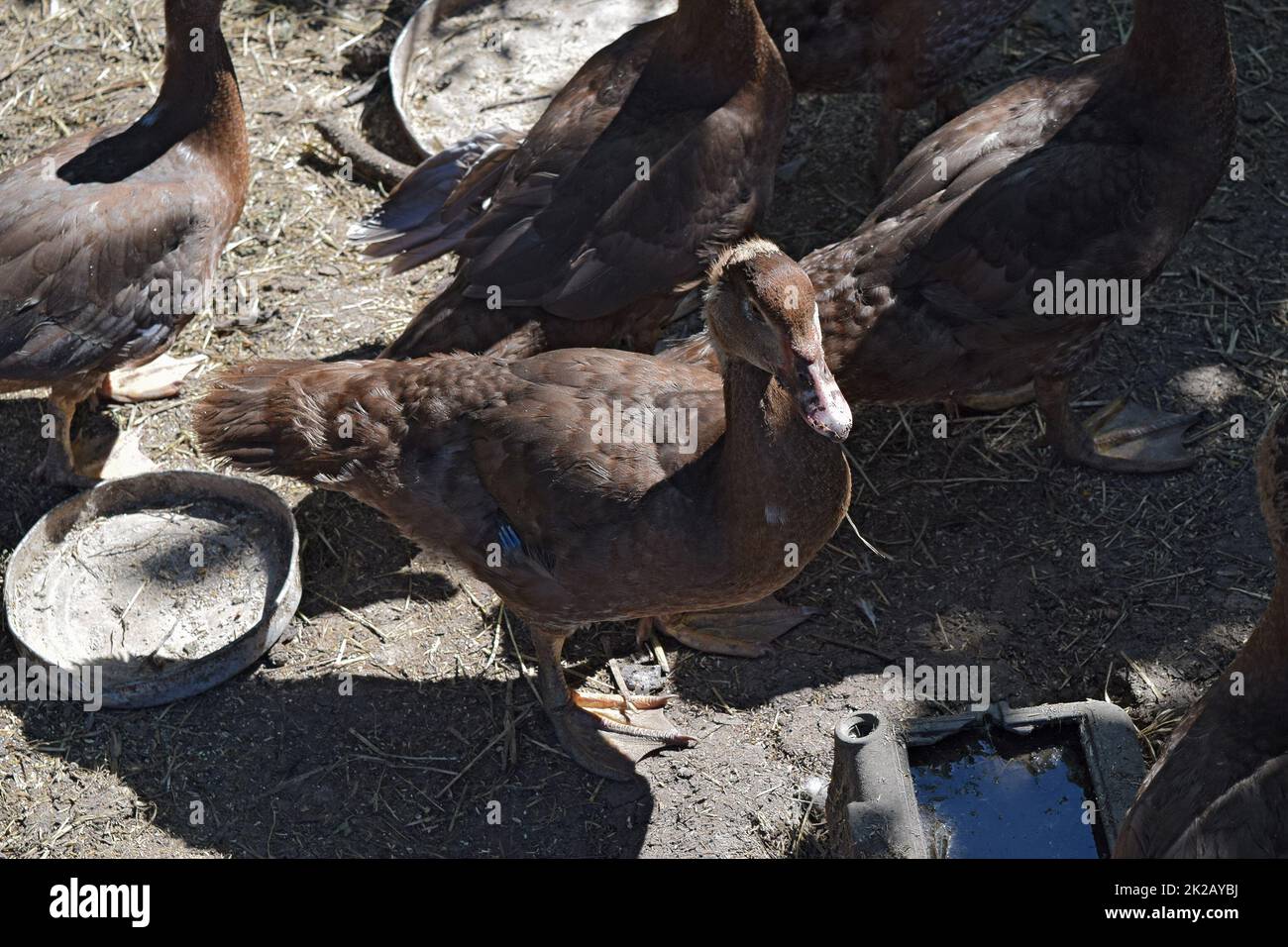 The musky duck Stock Photo - Alamy