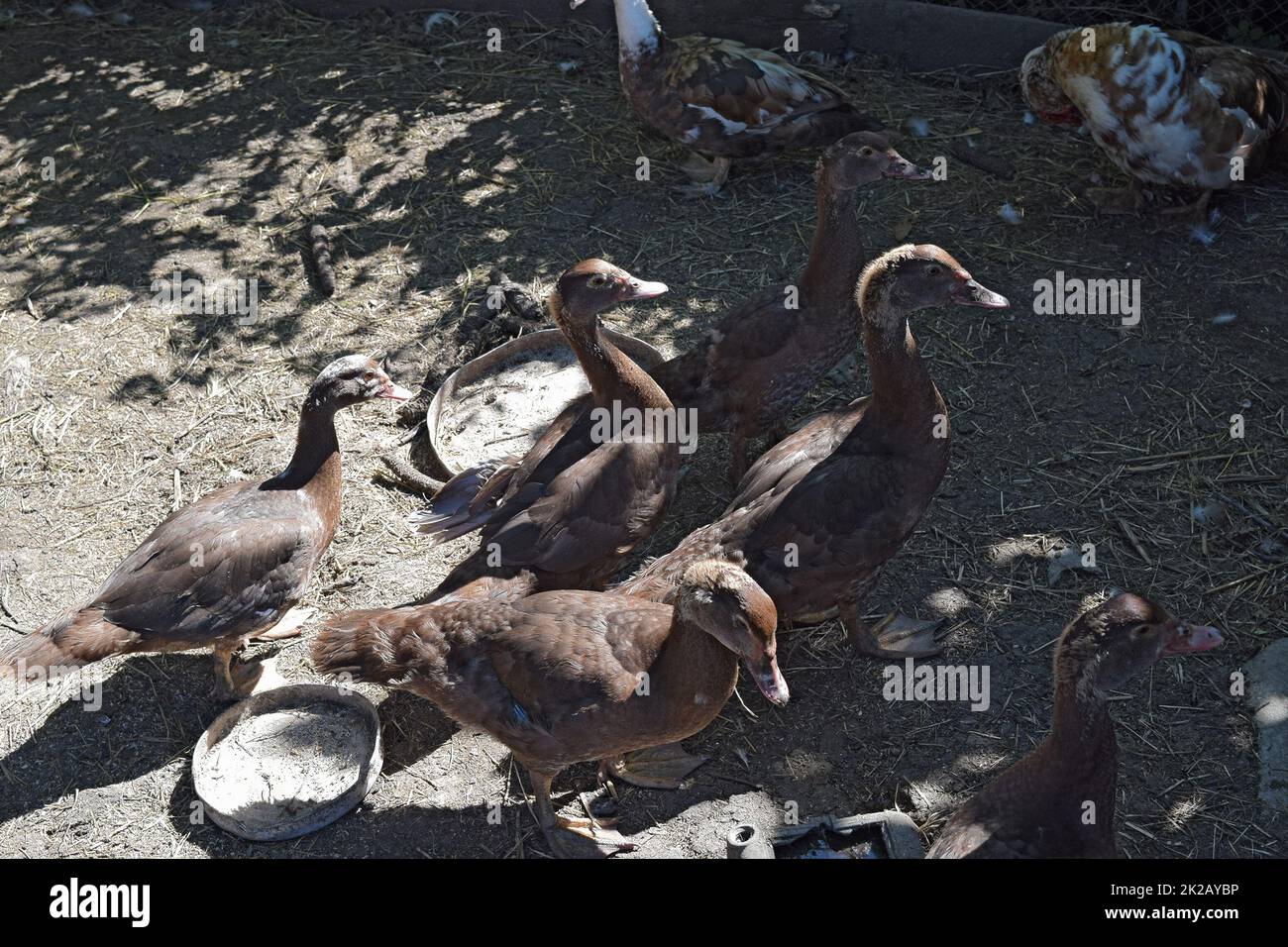 Sick white duck hi-res stock photography and images - Alamy