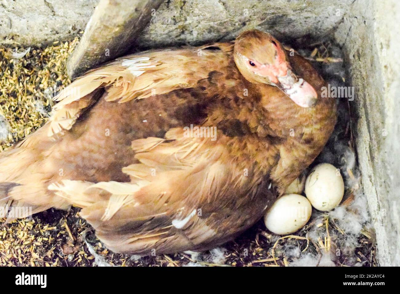 musky duck on the nest. Reproduction of musk ducks Stock Photo - Alamy