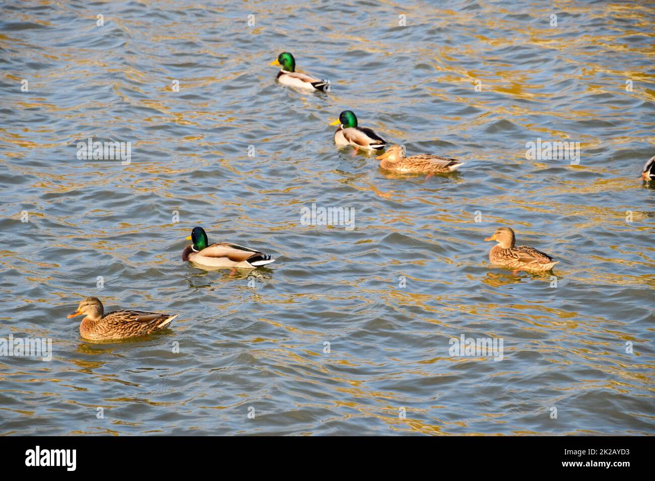 Ducks swimming in the pond. Wild mallard duck. Drakes and female Stock ...