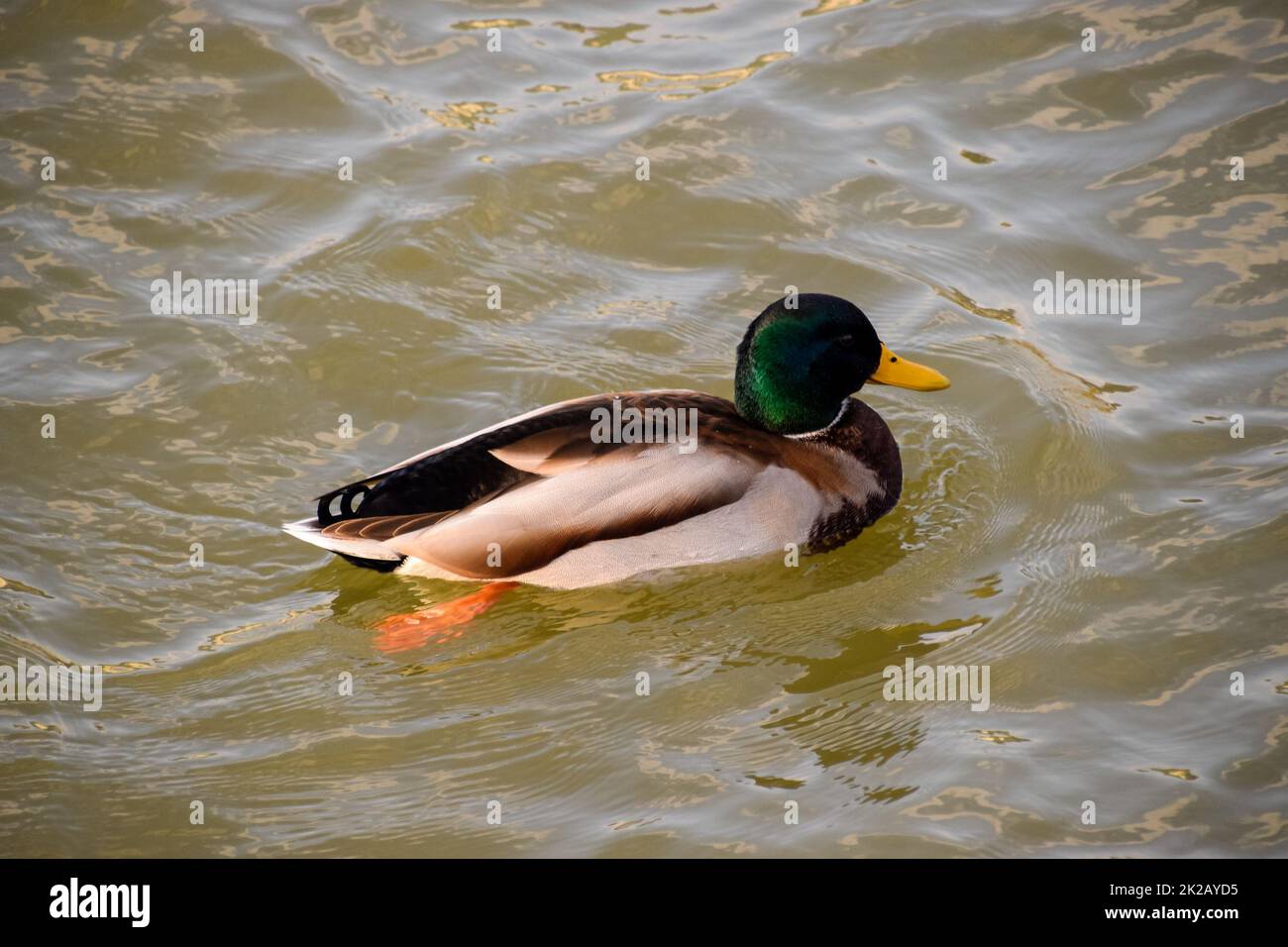 Ducks swimming in the pond. Wild mallard duck. Drakes and female Stock ...