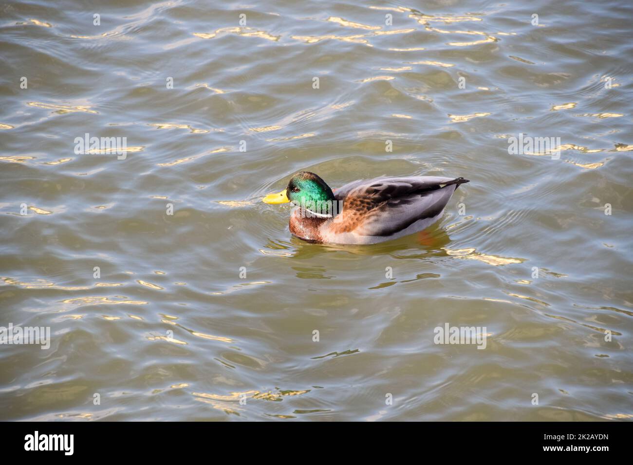 Ducks swimming in the pond. Wild mallard duck. Drakes and female Stock ...