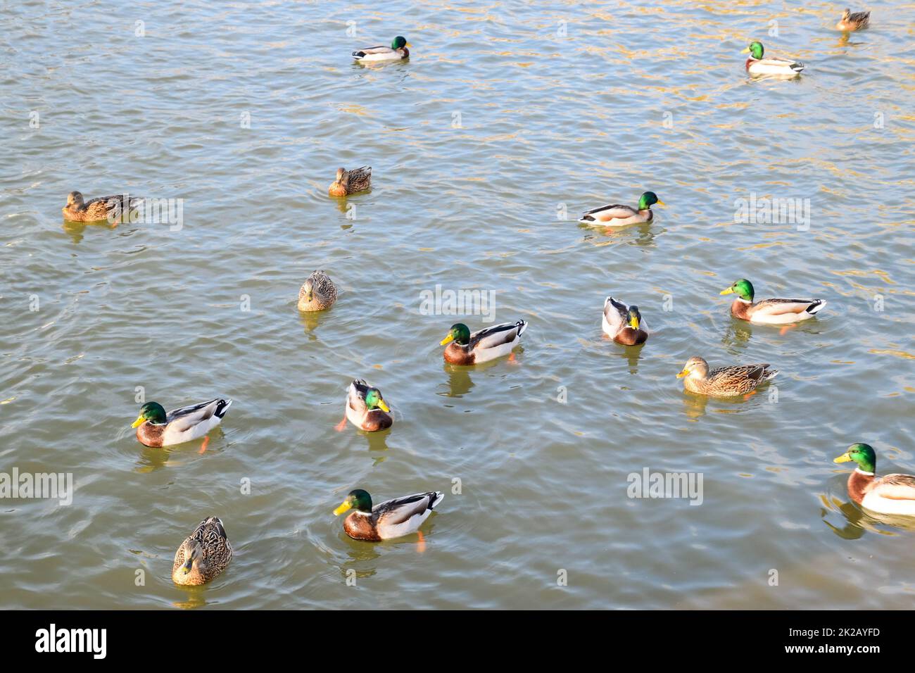 Green gray ducks swimming hi-res stock photography and images - Alamy