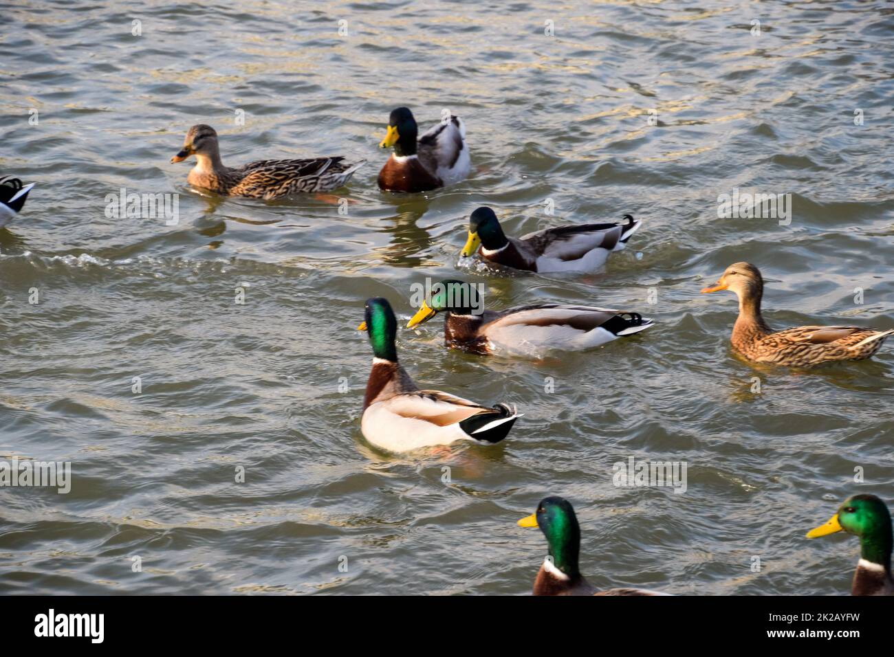 Ducks swimming in the pond. Wild mallard duck. Drakes and female Stock ...